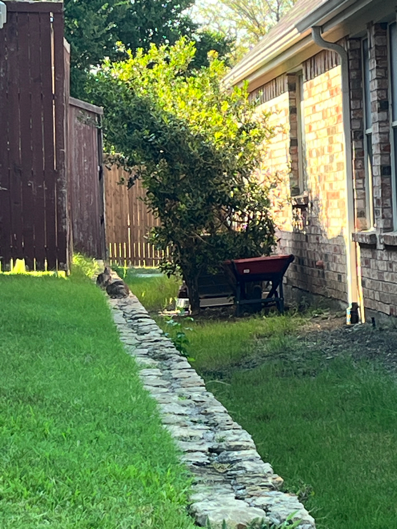 Zoom in - these bunnies look like they are having a tea party!
