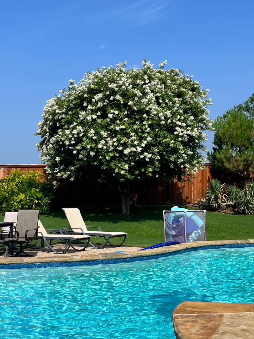 Just had to share my beautiful Crepe Myrtle - we do nothing to i