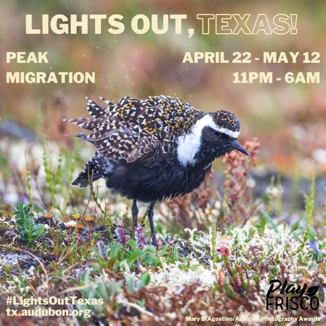 Join the Lights Out Movement for Migratory Birds!