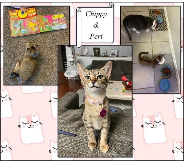 Forever Family Update: Meet Chippy, the Adorable Chocolate Chip!