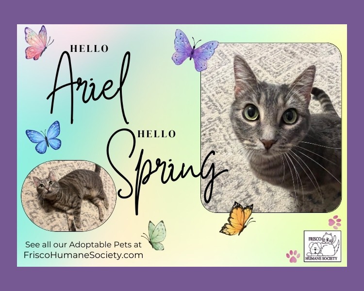 Meet Sweet One Year Old Ariel The Cat!